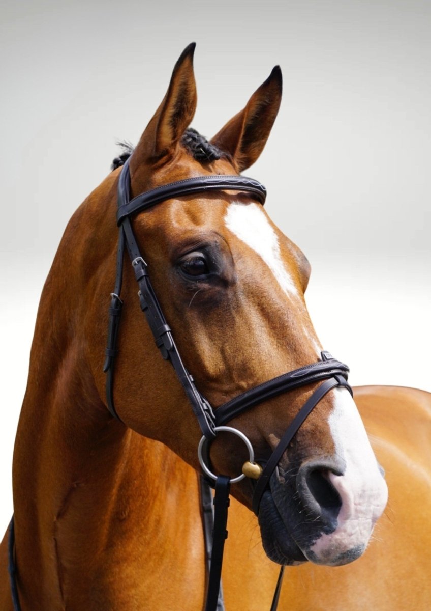 GFS TRANSITION COMBI FLASH BRIDLE | Saddles Direct
